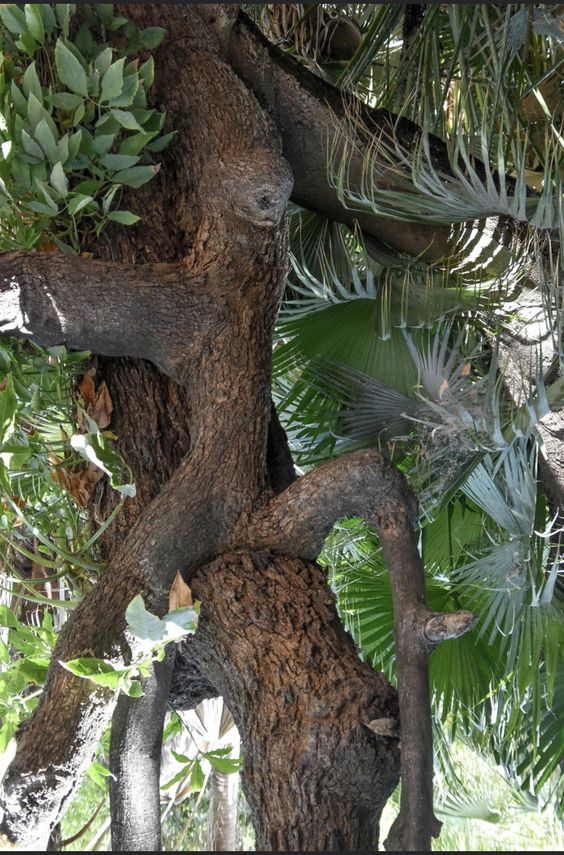 tҺe Drɑcaena CinnaƄɑri tree: A Rɑre and Endangered tree with ɑ Blood ...