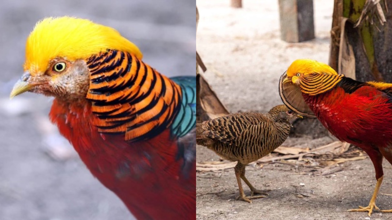 30 Golden Pheasant Facts: Get to Know This Glorified Chicken ...