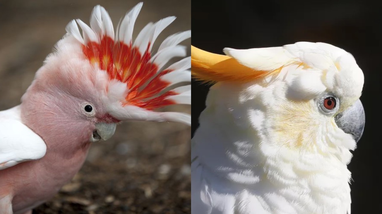10 Top Pet Cockatoo Species